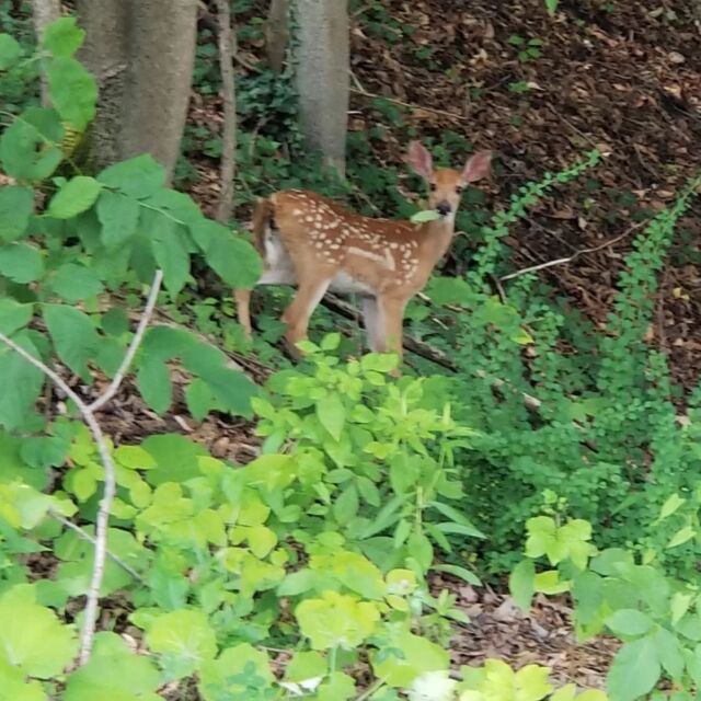 Primitive - Blanket - Crane — Timeless Treasure Trove